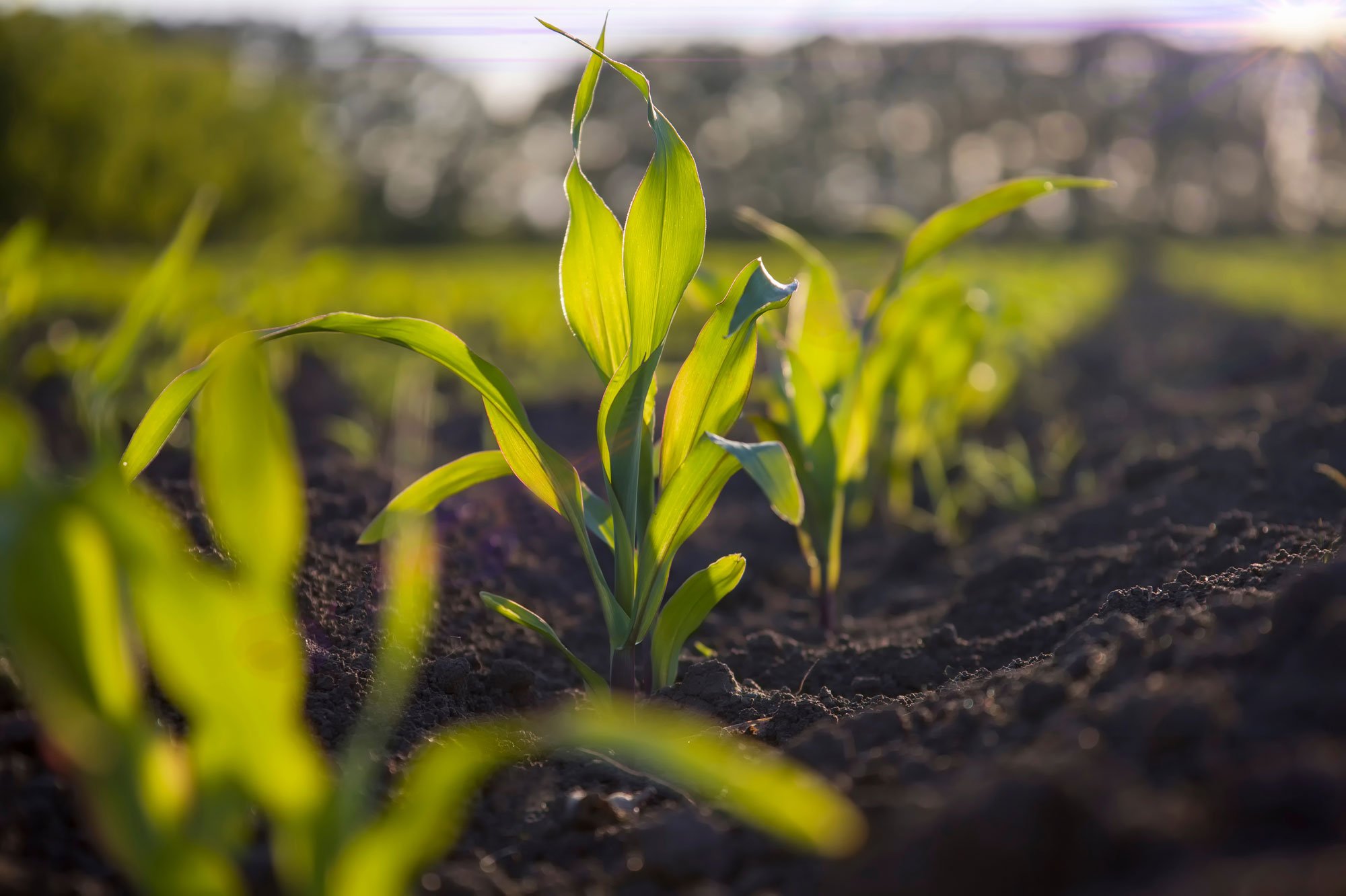 Certis Biologicals Launches Convergence™ Biofungicide, a Powerful Crop ...