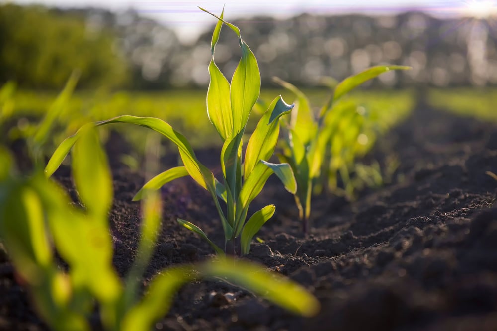 Certis Biologicals Launches Convergence™ Biofungicide, a Powerful Crop ...