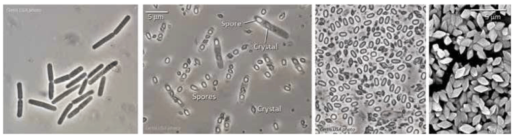 An introduction to Bacillus thuringiensis bioinsecticides