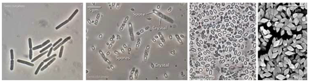 An introduction to Bacillus thuringiensis bioinsecticides