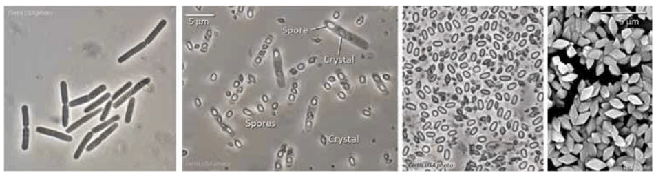An introduction to Bacillus thuringiensis bioinsecticides