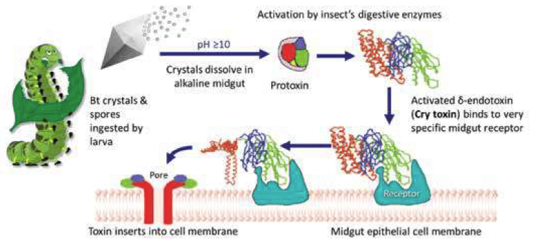 An introduction to Bacillus thuringiensis bioinsecticides