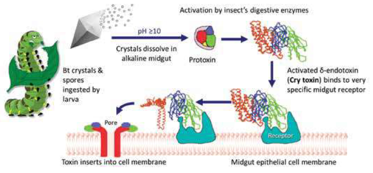 An introduction to Bacillus thuringiensis bioinsecticides