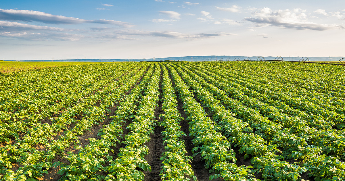 Certis Biologicals and Belchim Crop Protection Canada Join Forces to ...