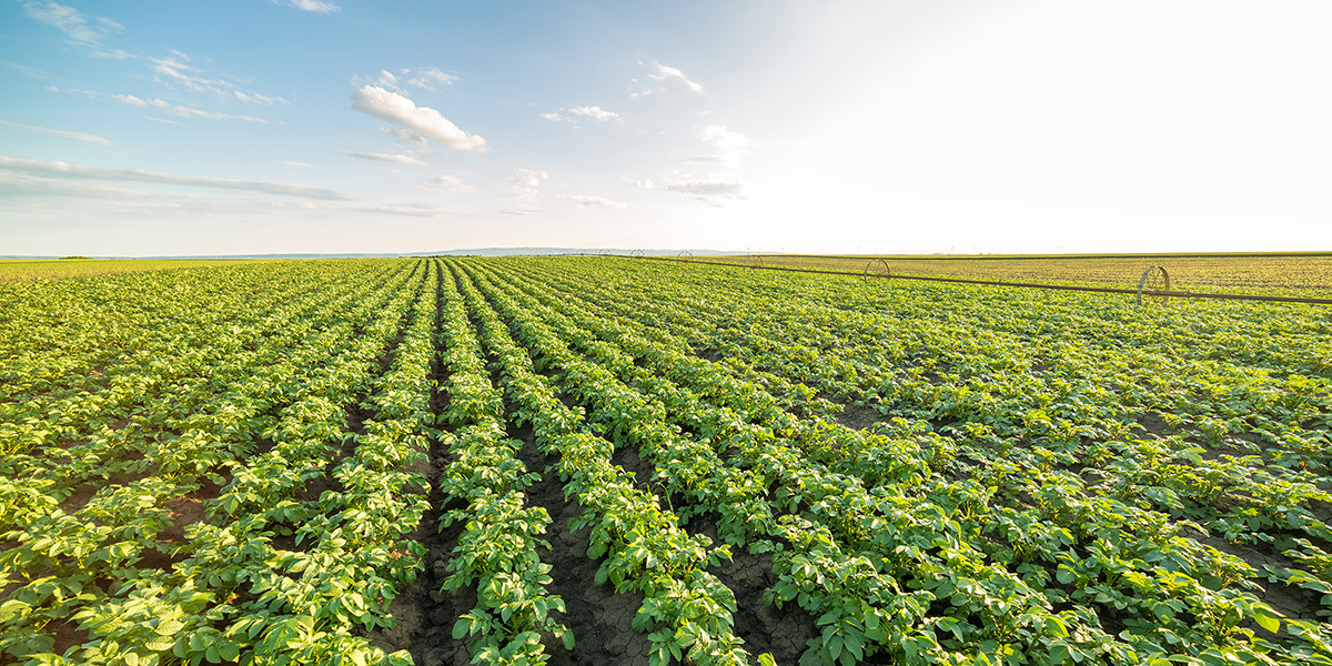 Integrated Nematode Management 101 for Potato Growers