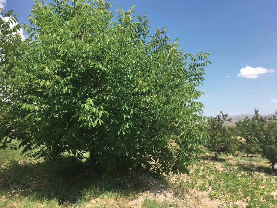 Copper and Mancozeb: Reliable Tools in Agricultural Production