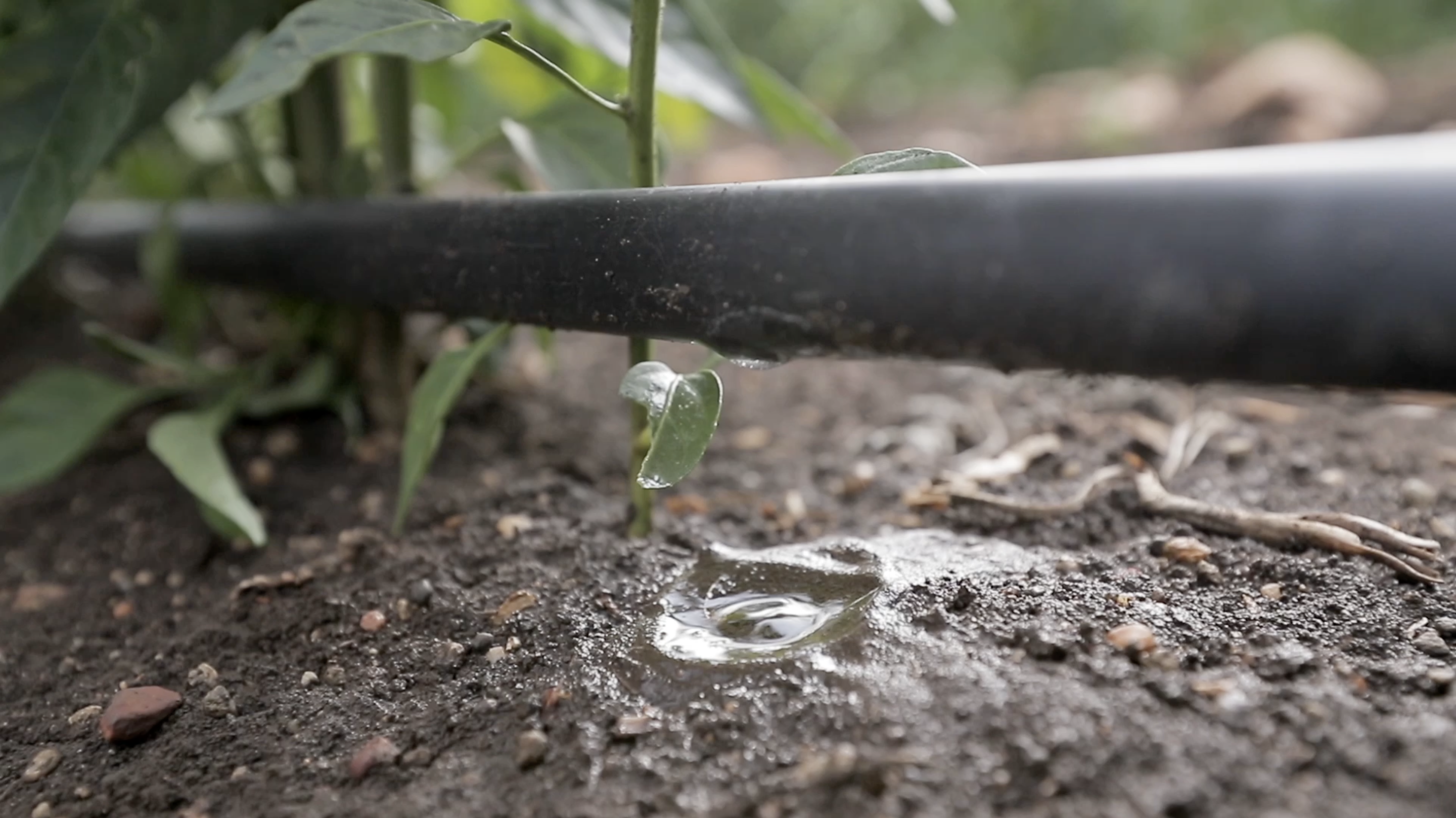 Soil Nematodes Treatment